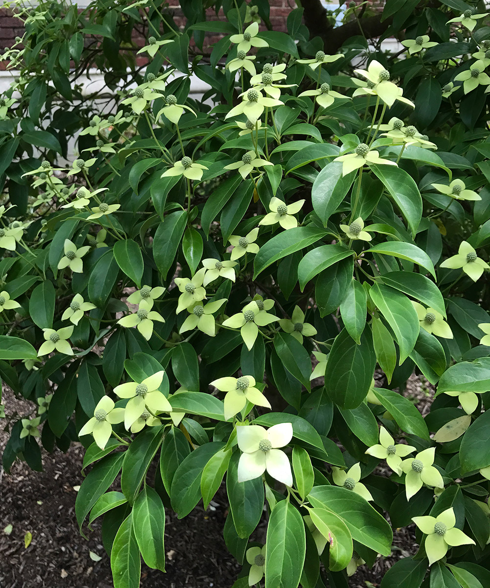 Plant of the Month: Cornus angustata syn elliptica – Alchemy Gardens ...
